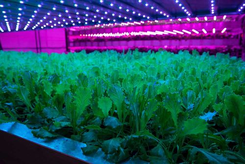 Nursery Growers | Intelligent Growth Solutions Nursery Growers | Intelligent Growth Solutions